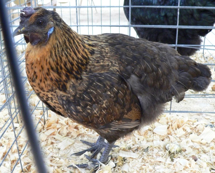 Fair Day Two, August 15, Events and Winners - thecity1