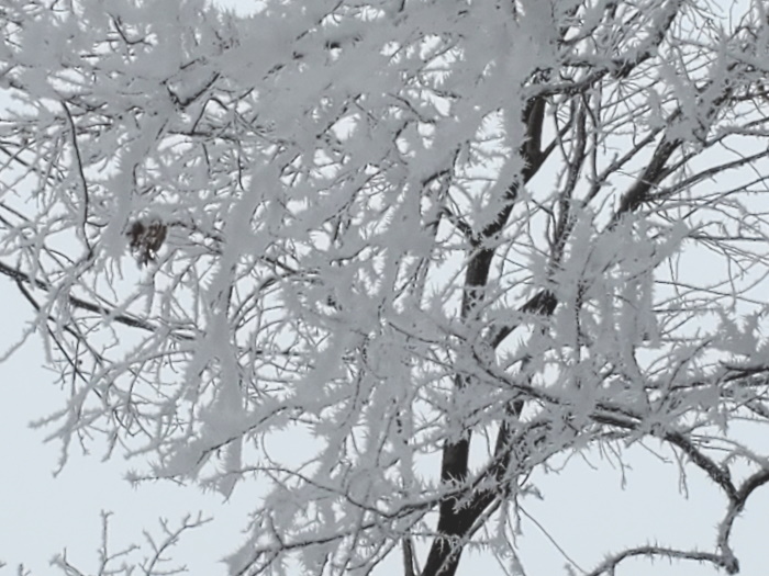 Frozen Fog Is Transformative - thecity1