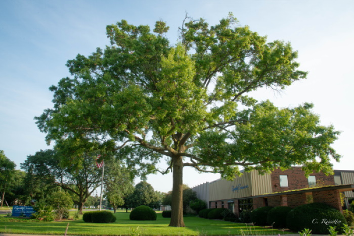 Pin Oak is the August Tree of the Month - thecity1